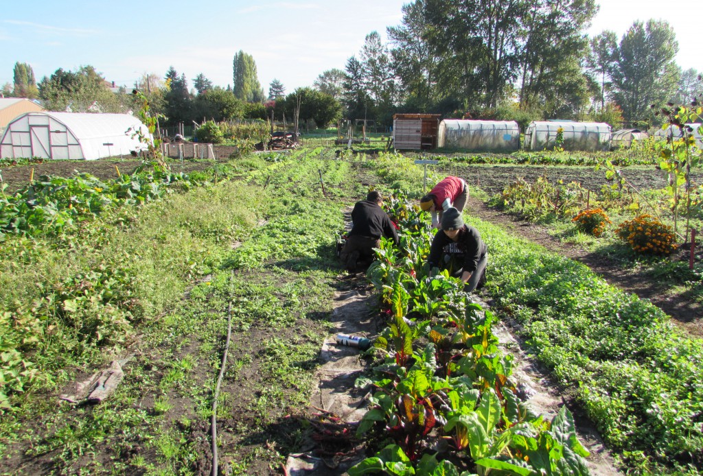 Marra Farm serves with seeds, soil & sunshine - Solid Ground