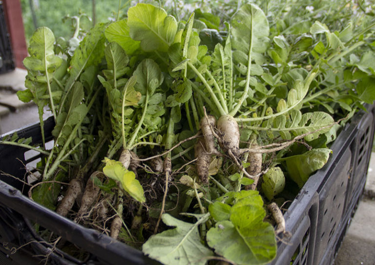 Seattle Community Farm offers dirt therapy & daikon - Solid Ground