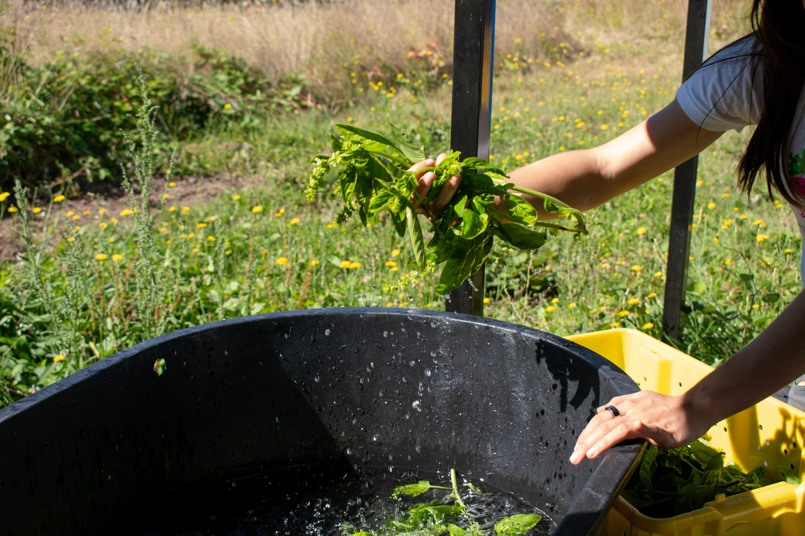 Cultivating community farming in Seattle and beyond - Solid Ground