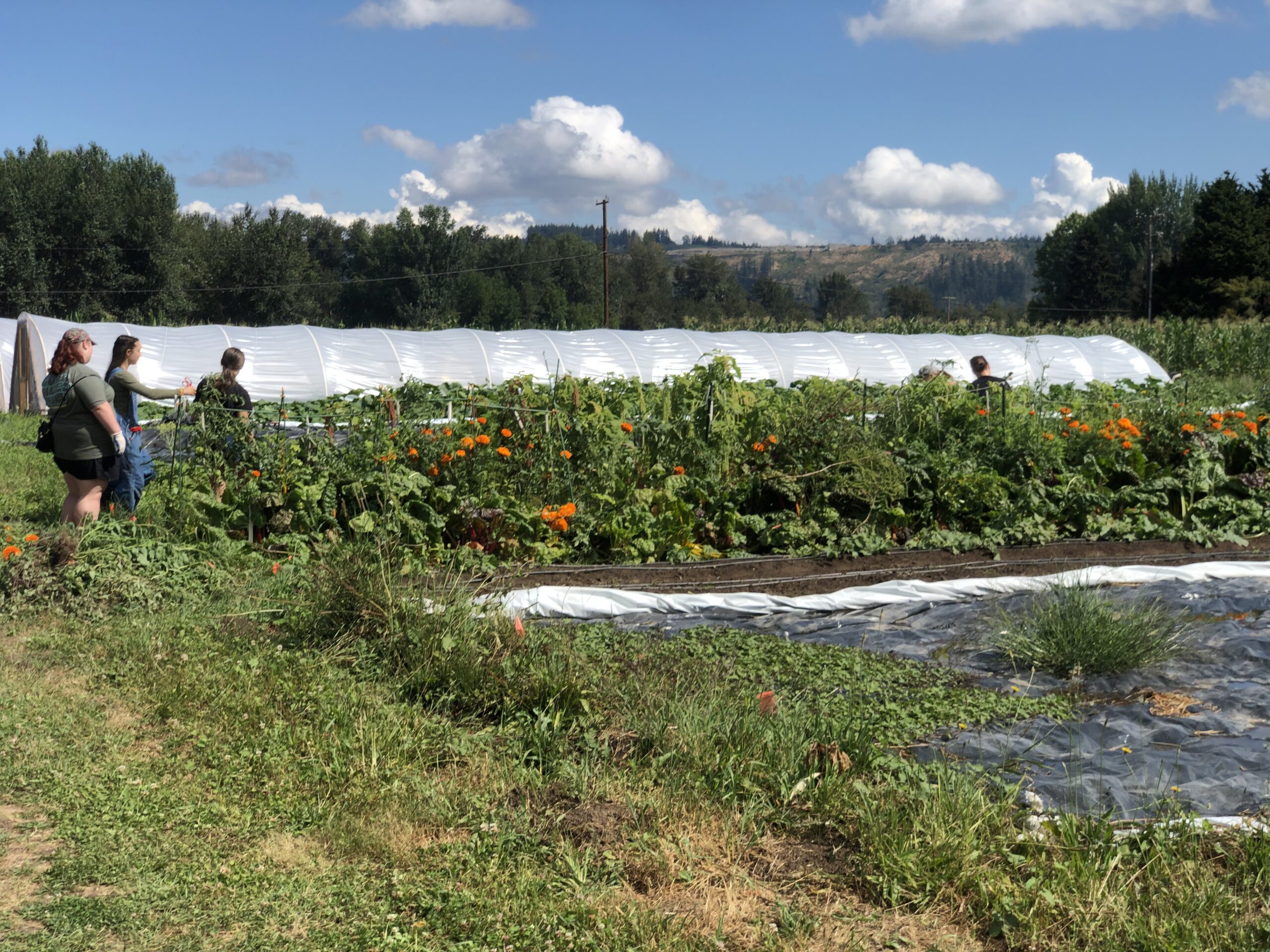 Cultivating community farming in Seattle and beyond - Solid Ground
